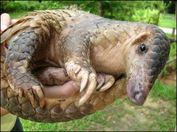 ...A VERY FAIRY GARDEN...: ~ Pangolins